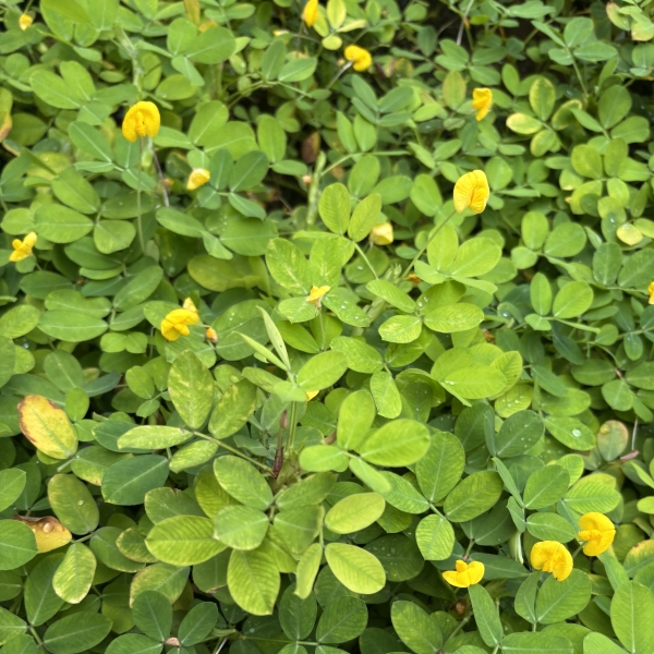 Arachis pintoi | Pinto peanut, Yellow peanut plant - Forage plants