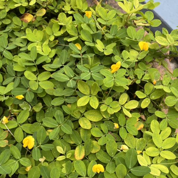 Arachis pintoi | Pinto peanut, Yellow peanut plant - Forage plants