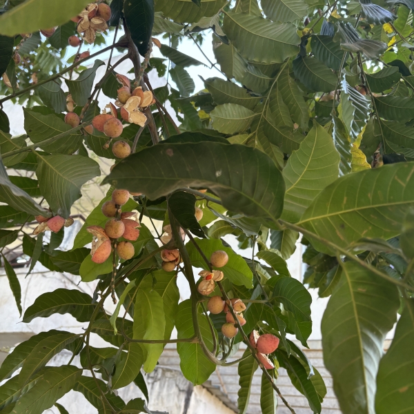Aphanamixis polystachya | Pithraj tree, Rohituka - Indian Trees