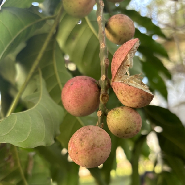 Aphanamixis polystachya | Pithraj tree, Rohituka - Indian Trees