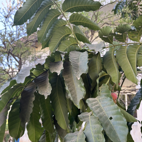 Aphanamixis polystachya | Pithraj tree, Rohituka - Indian Trees