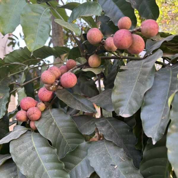 Aphanamixis polystachya | Pithraj tree, Rohituka - Indian Trees